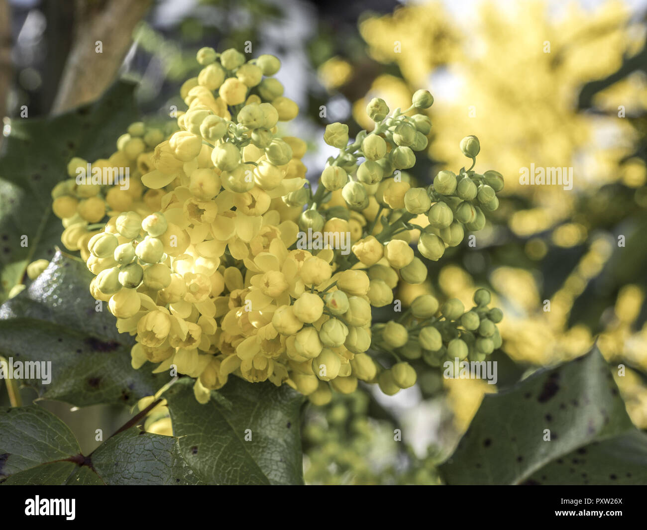 Blooming ilex aquifolium hi-res stock photography and images - Alamy