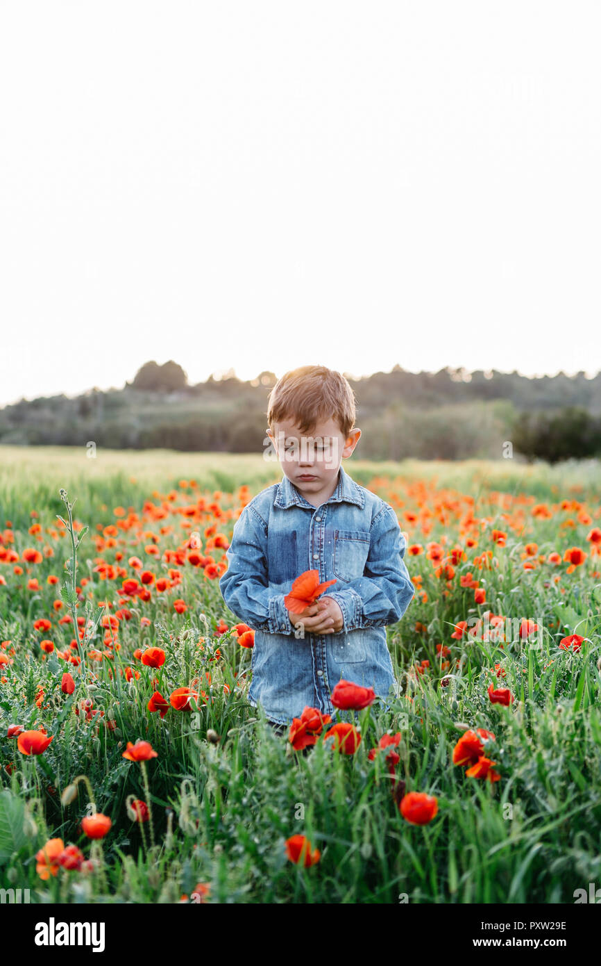 Child boy in a poppy field hi-res stock photography and images - Alamy