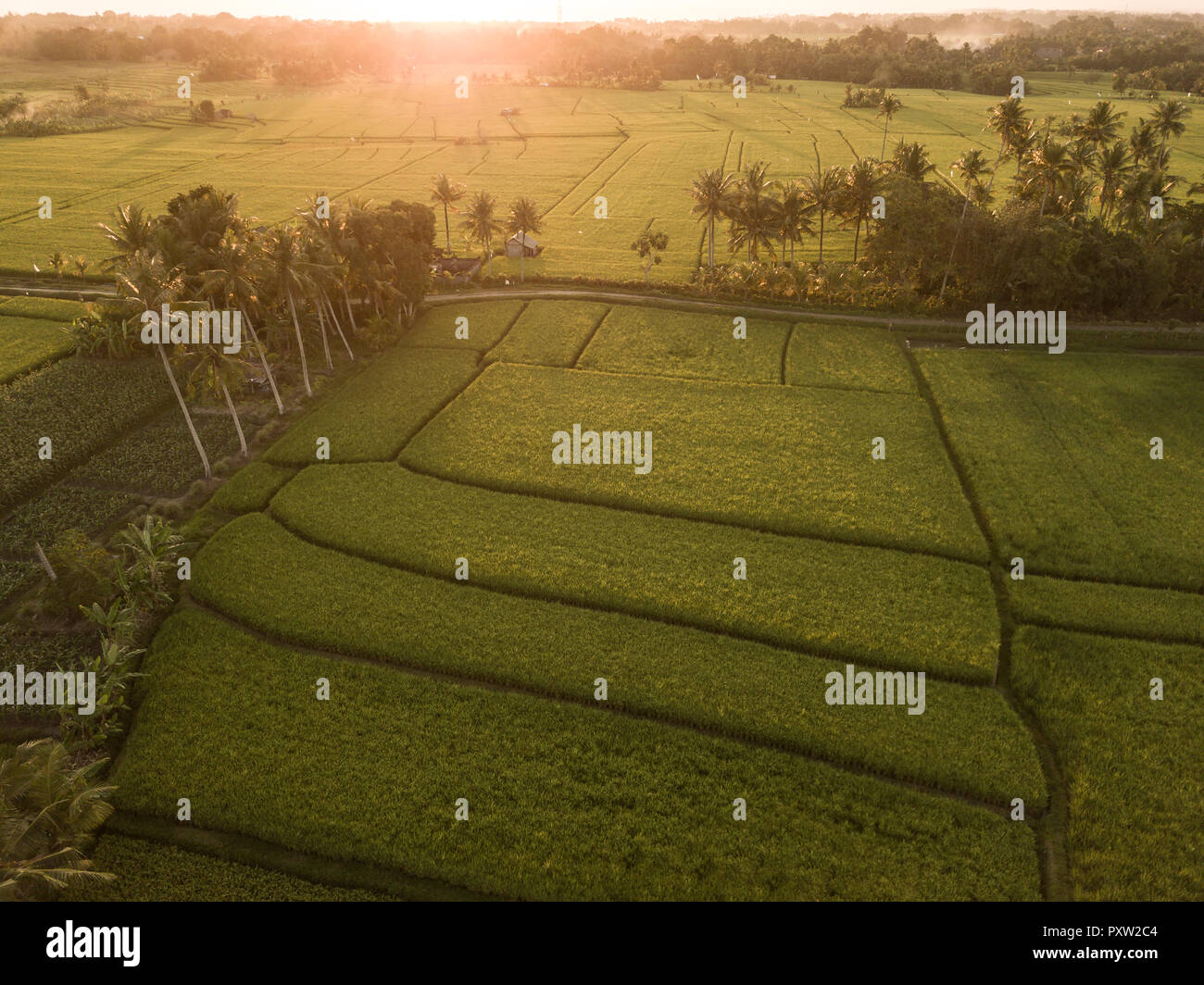 Sunlit rice fields hi-res stock photography and images - Alamy