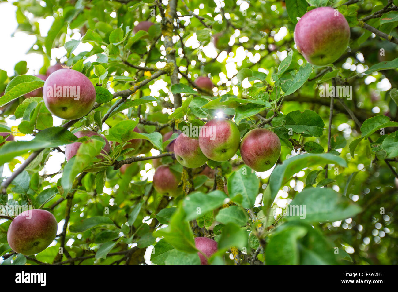 Red apples in tree Stock Photo - Alamy