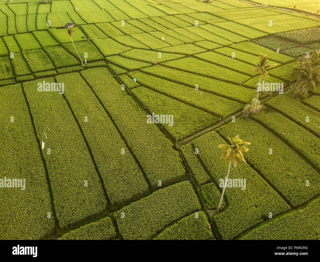 Aerial drone shot lush rice hi-res stock photography and images - Alamy