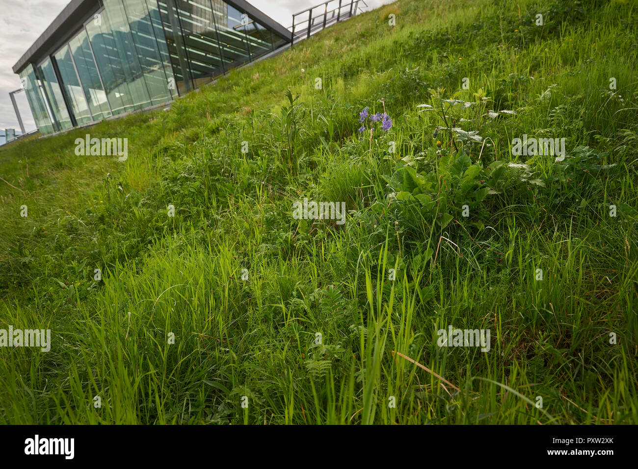 Green roof architecture hi-res stock photography and images - Alamy