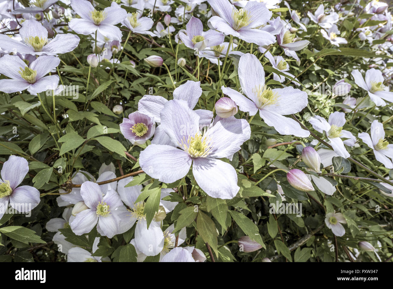 Clematis clematis rose rosa hi-res stock photography and images - Alamy