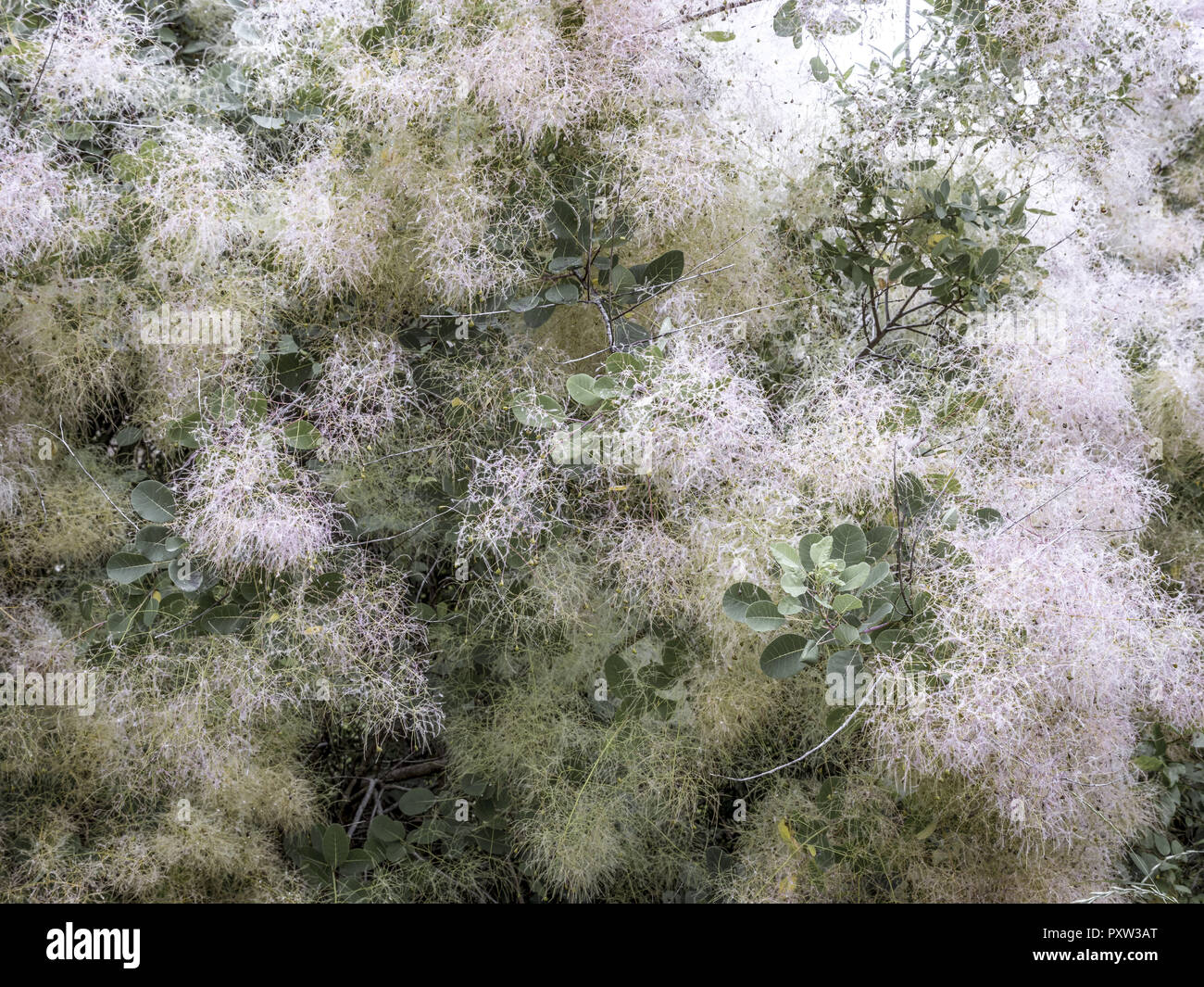 Plants shrubs smoke bush coggygria hi-res stock photography and images ...