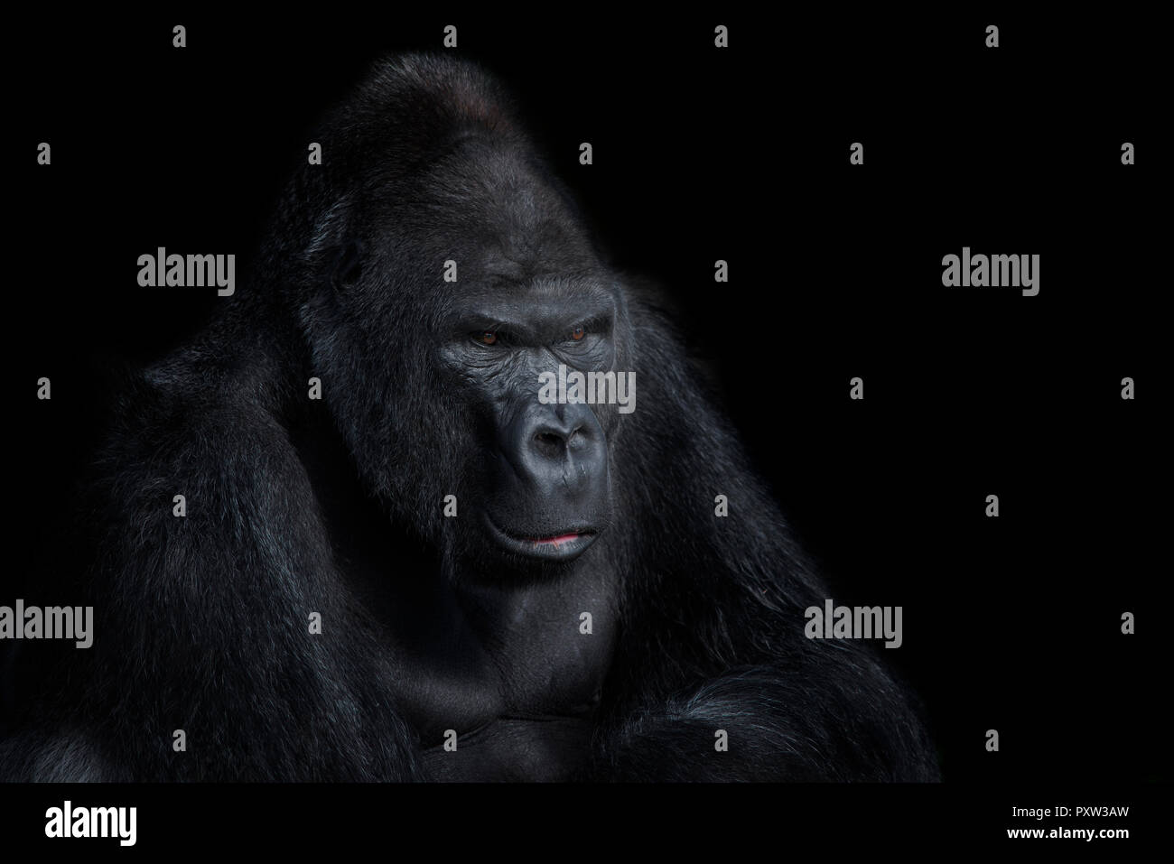 Portrait of gorilla in front of black background Stock Photo - Alamy