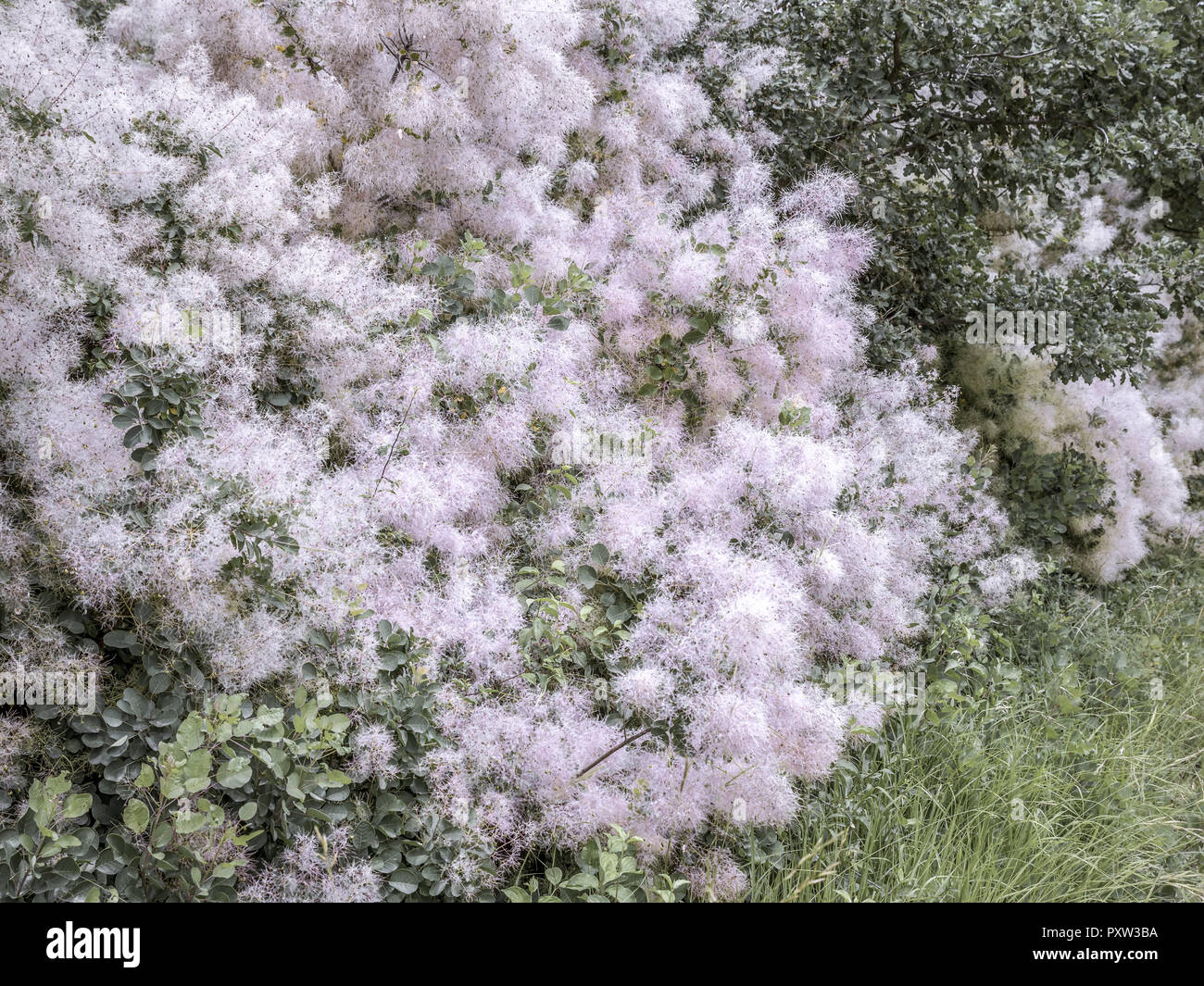 Smoke Tree (Cotinus coggygria Stock Photo - Alamy