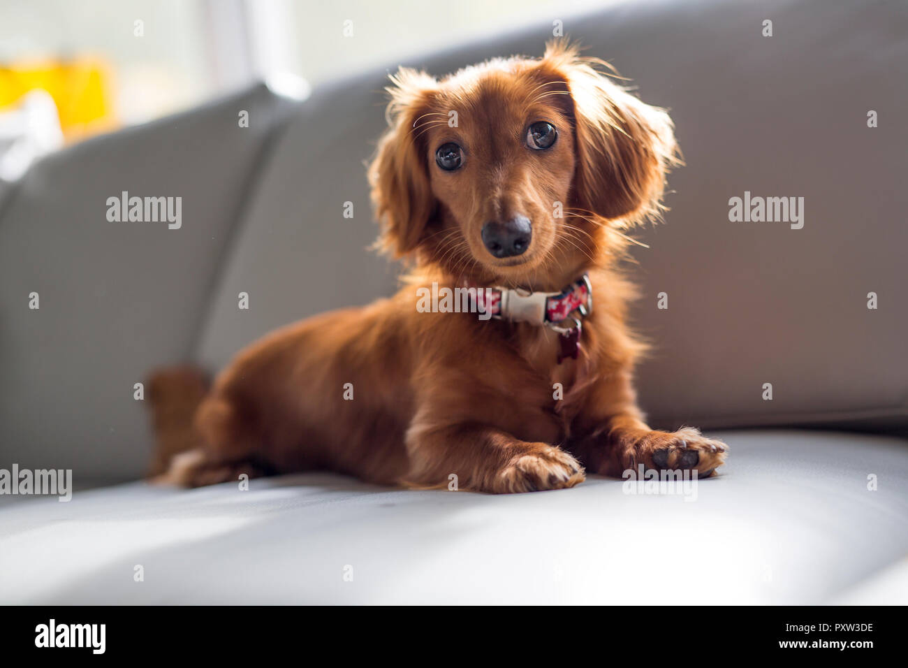 A nice and cute cute teckel dog at home Stock Photo - Alamy
