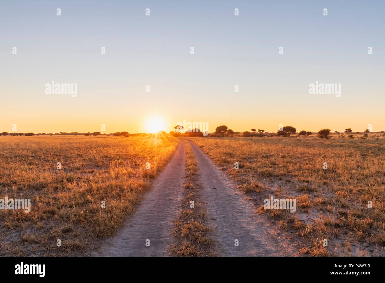 Botswana, Kalahari, Central Kalahari Game Reserve, piste at sunrise ...