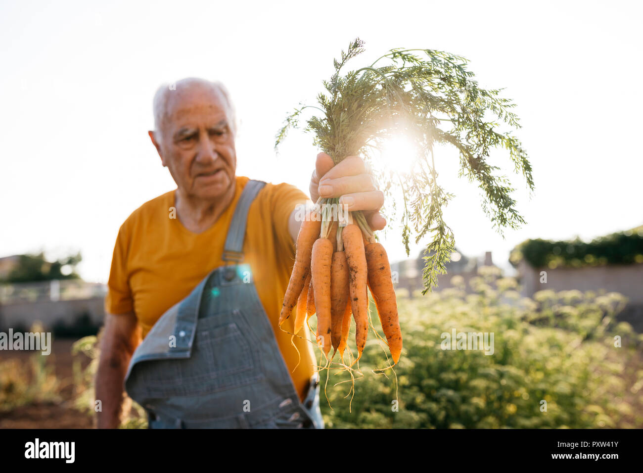 Show carrots hi-res stock photography and images - Alamy