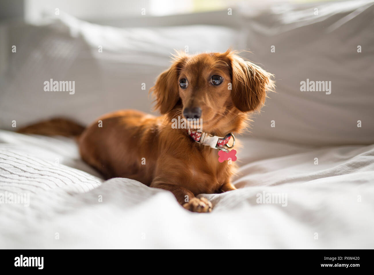 A cute teckel dog at home on bed Stock Photo - Alamy