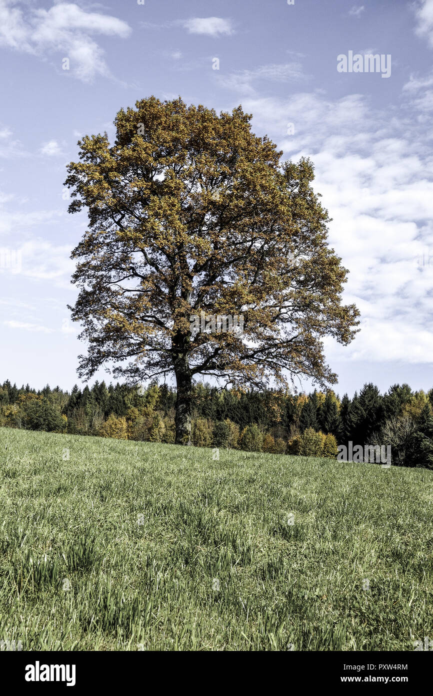 Einzelner Baum, Eiche im Herbst, Single oak tree in autumn, Oak, Tree ...