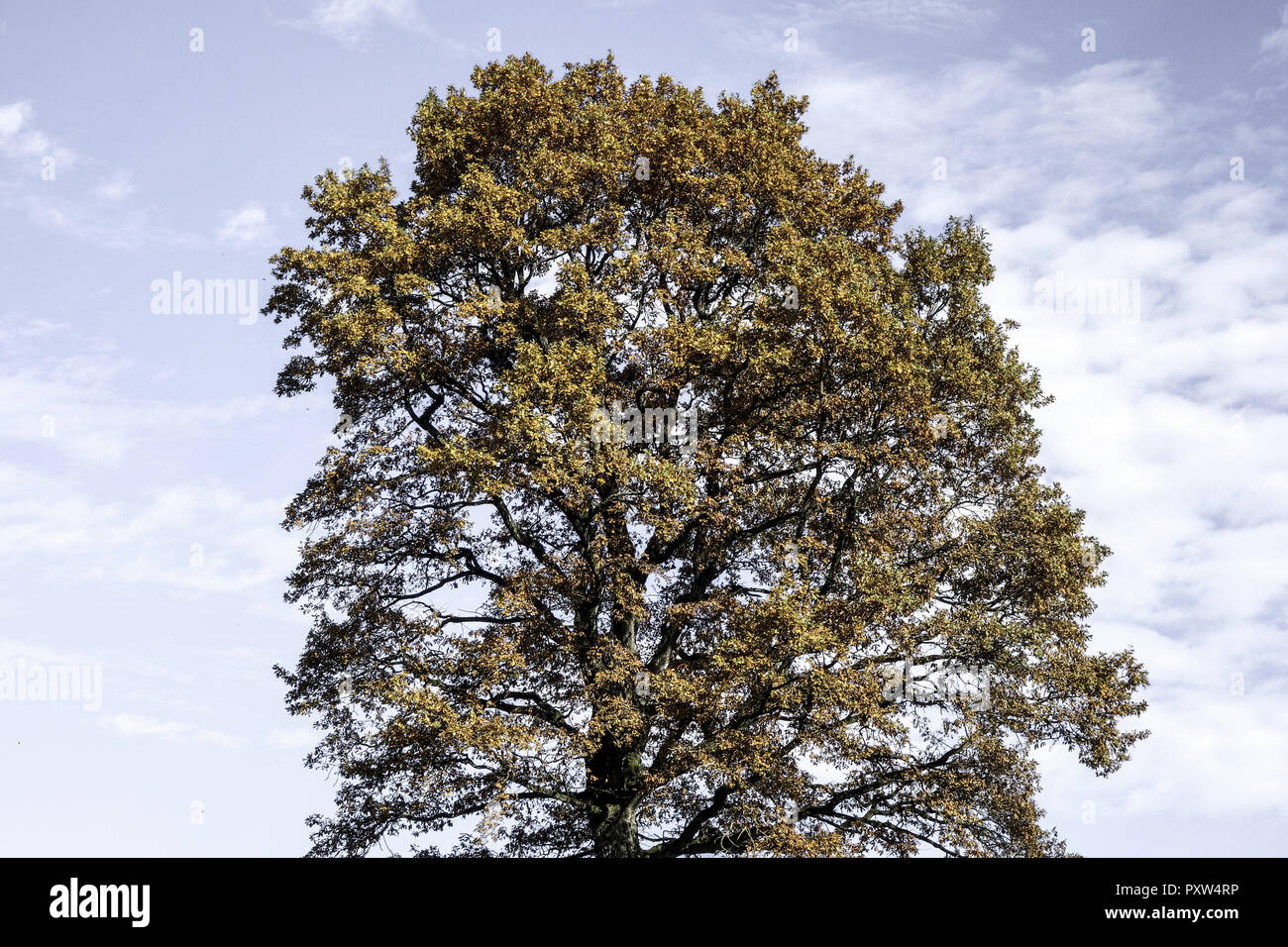 Einzelner Baum, Eiche im Herbst, Single oak tree in autumn, Oak, Tree ...
