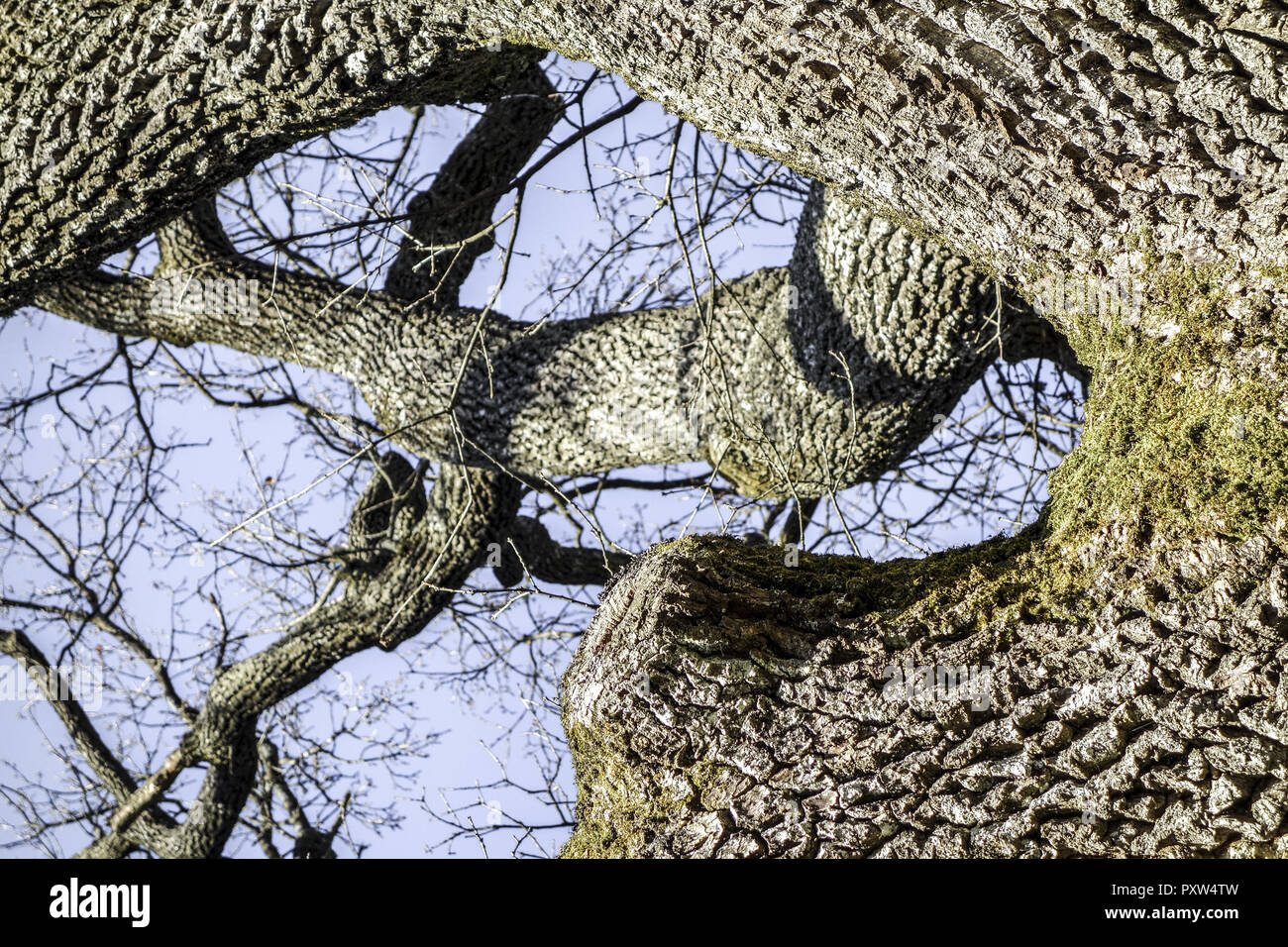 Devoid of leaves hi-res stock photography and images - Alamy