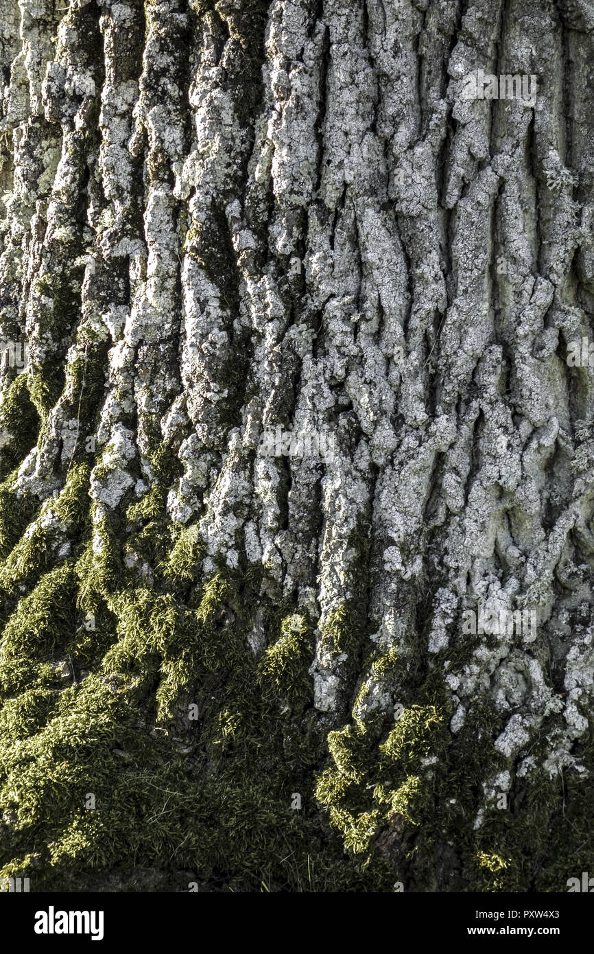 Bork oak tree hi-res stock photography and images - Alamy