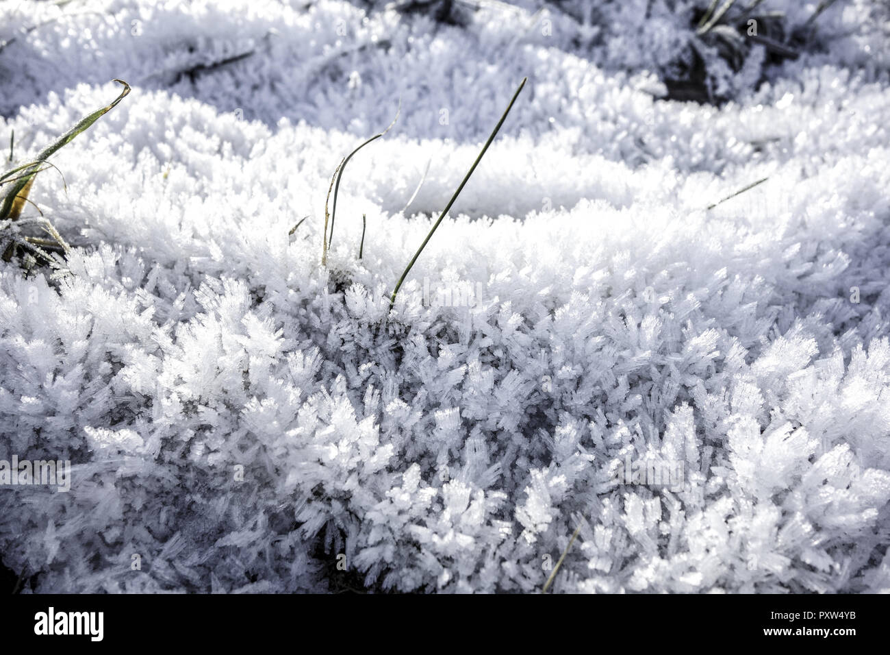 Schneekristalle im Winter, Snow crystals in winter, Winter, Snow ...