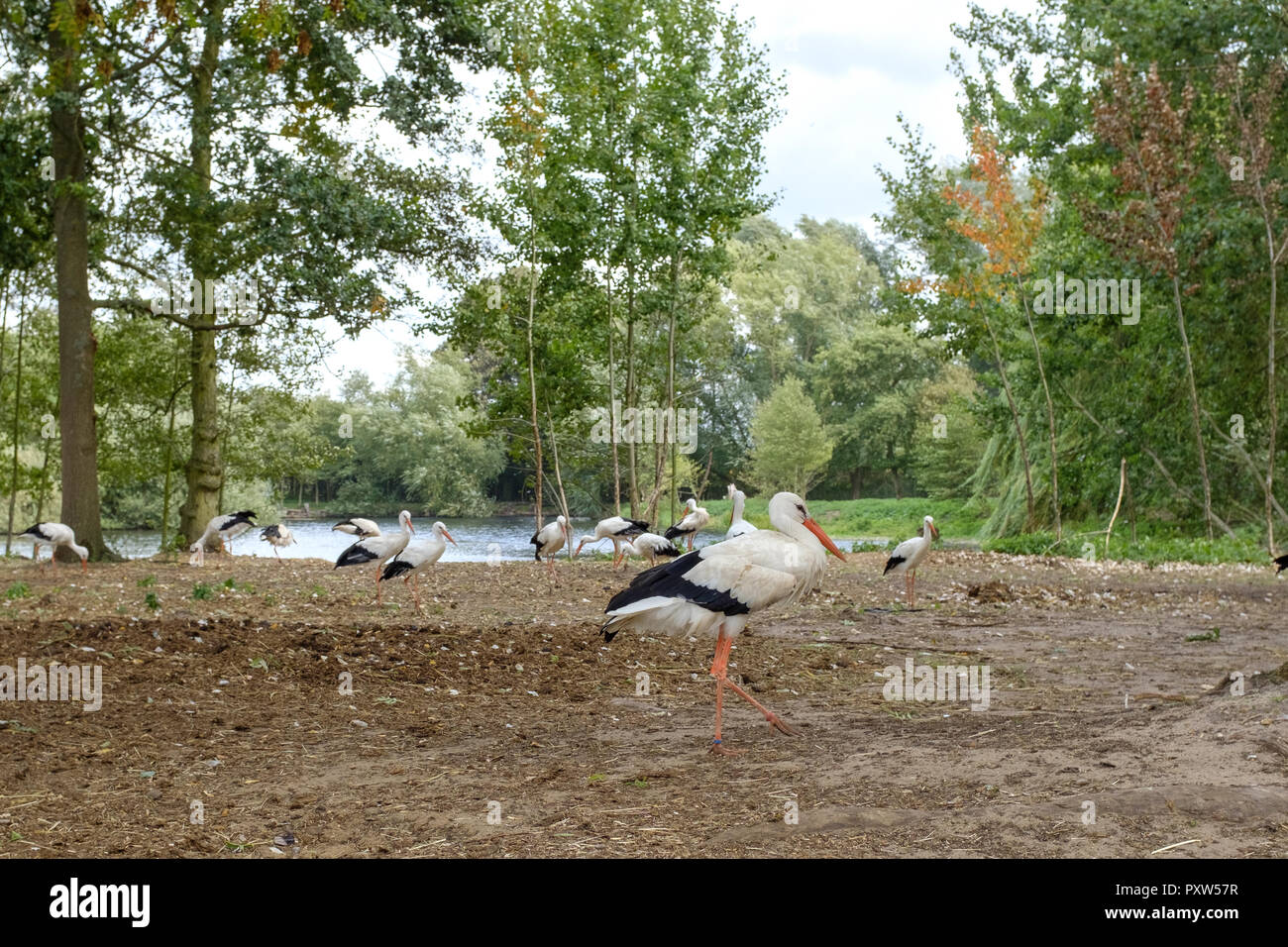 Stork Group High Resolution Stock Photography and Images - Alamy