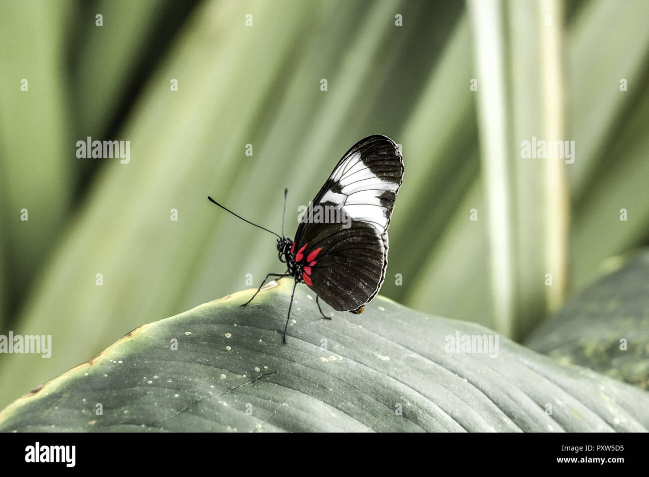 Tropischer Schmetterling, Doris-Falter (Laparus doris), Tropical ...