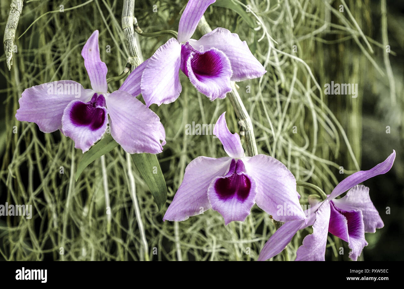 Blühende, Tropische Orchidee (Cattleya), Flowering, Tropical Orchid ...