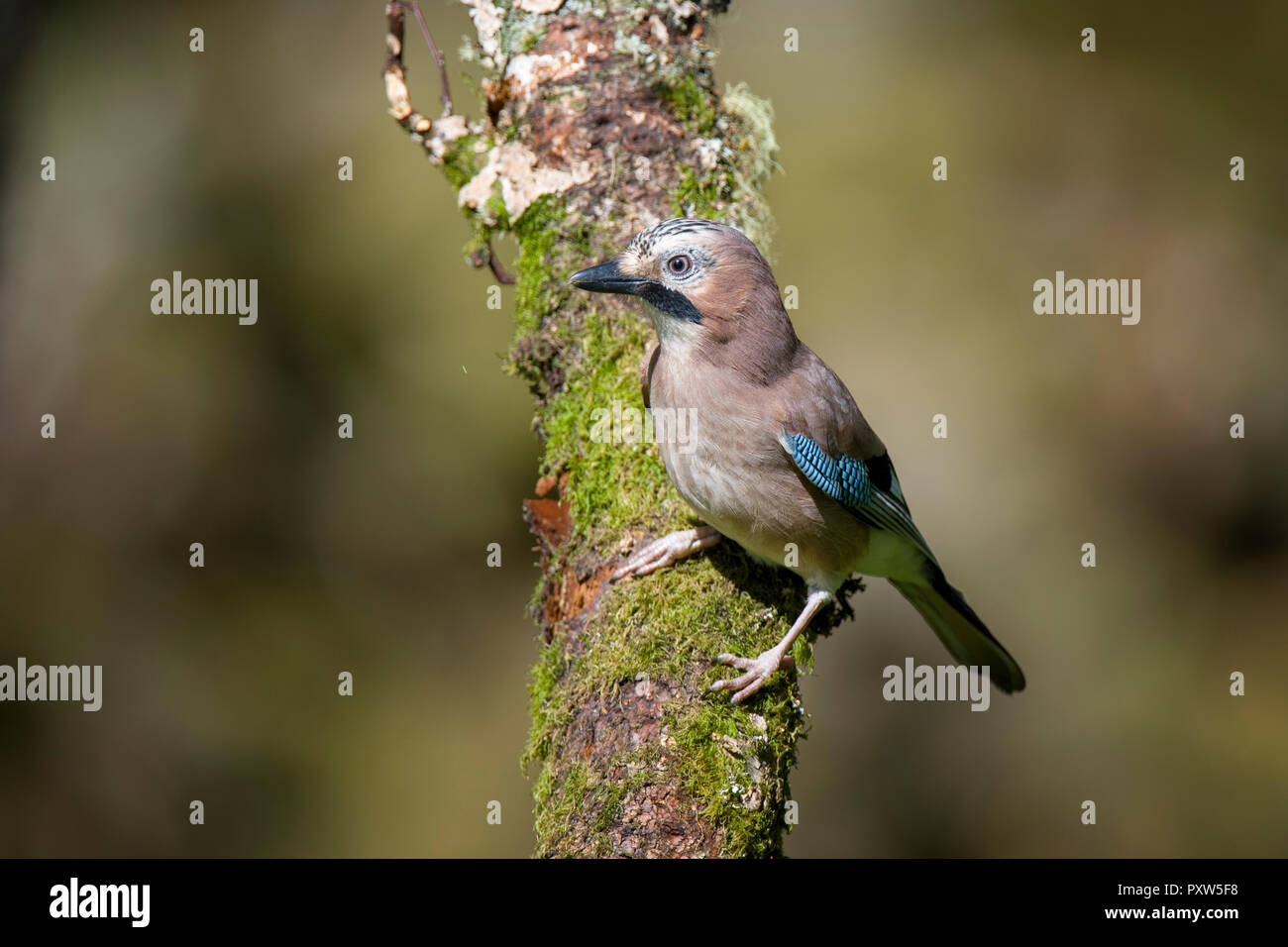 Eurasian jay on tree hi-res stock photography and images - Alamy