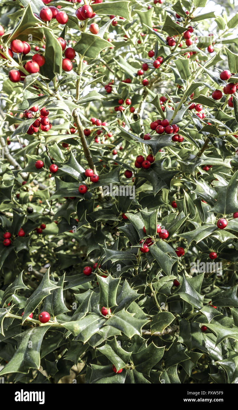 Stechpalme, Aquifoliaceae, Ilex cornuta, Holly, Ilex, cornuta, tree ...