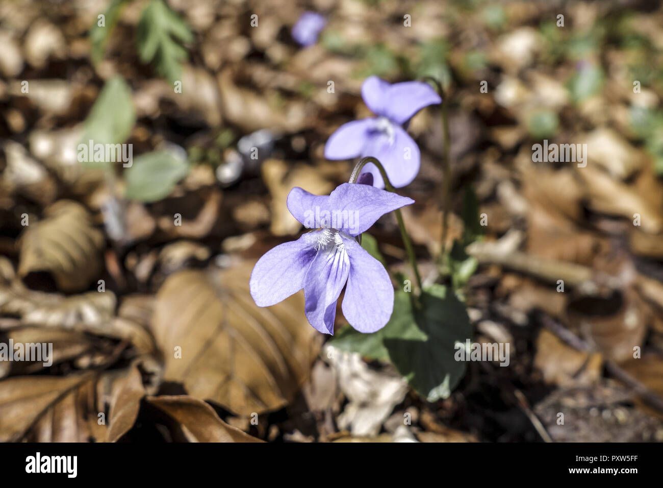 Wald veilchen hi-res stock photography and images - Alamy