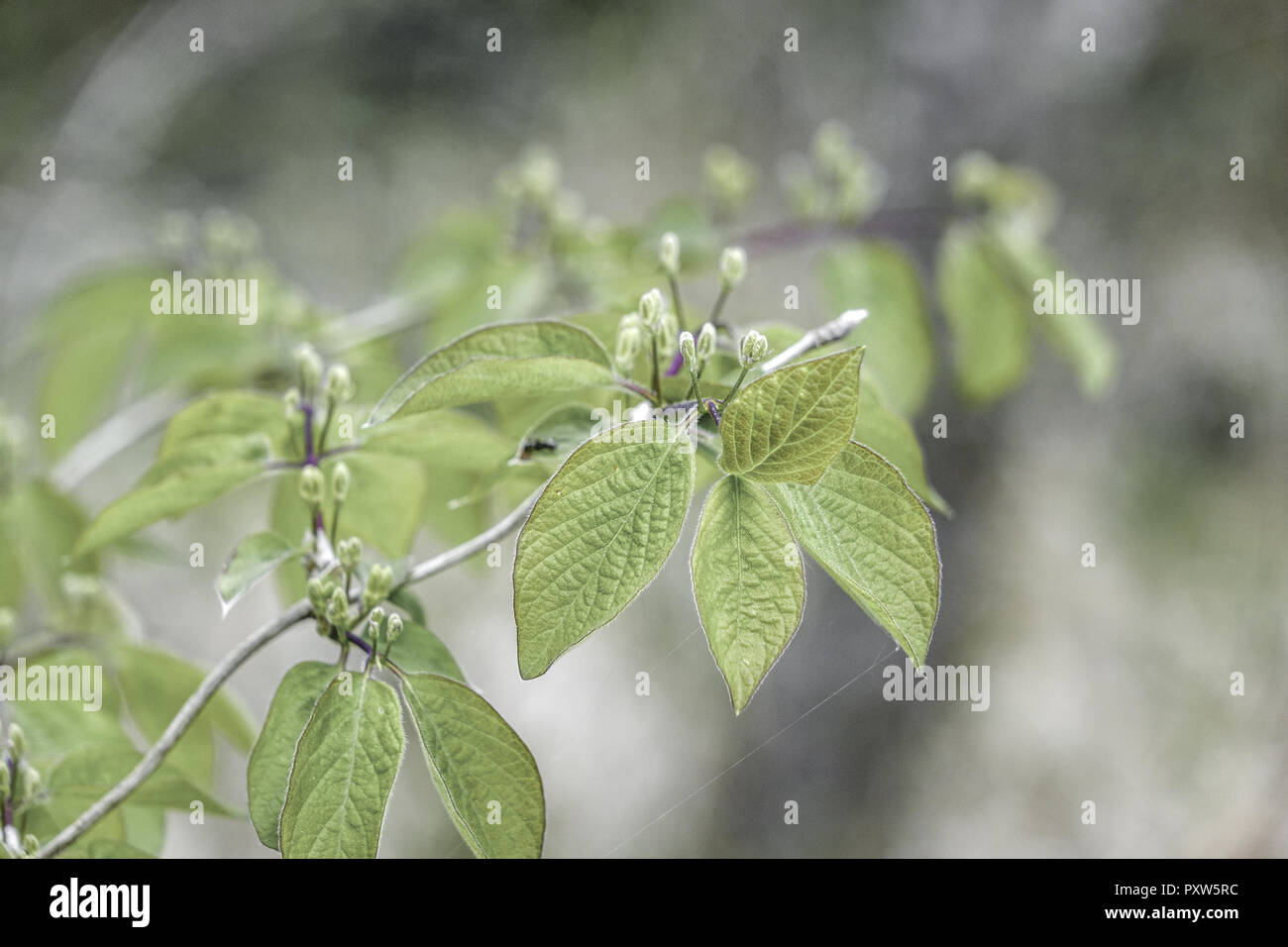 Triebe hi-res stock photography and images - Alamy