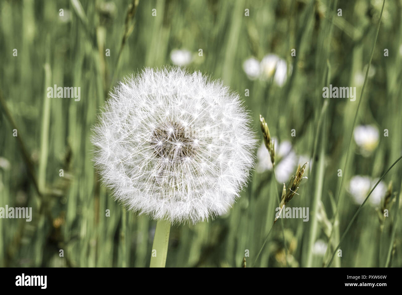 Verblühter Löwenzahn, Pusteblume Stock Photo - Alamy
