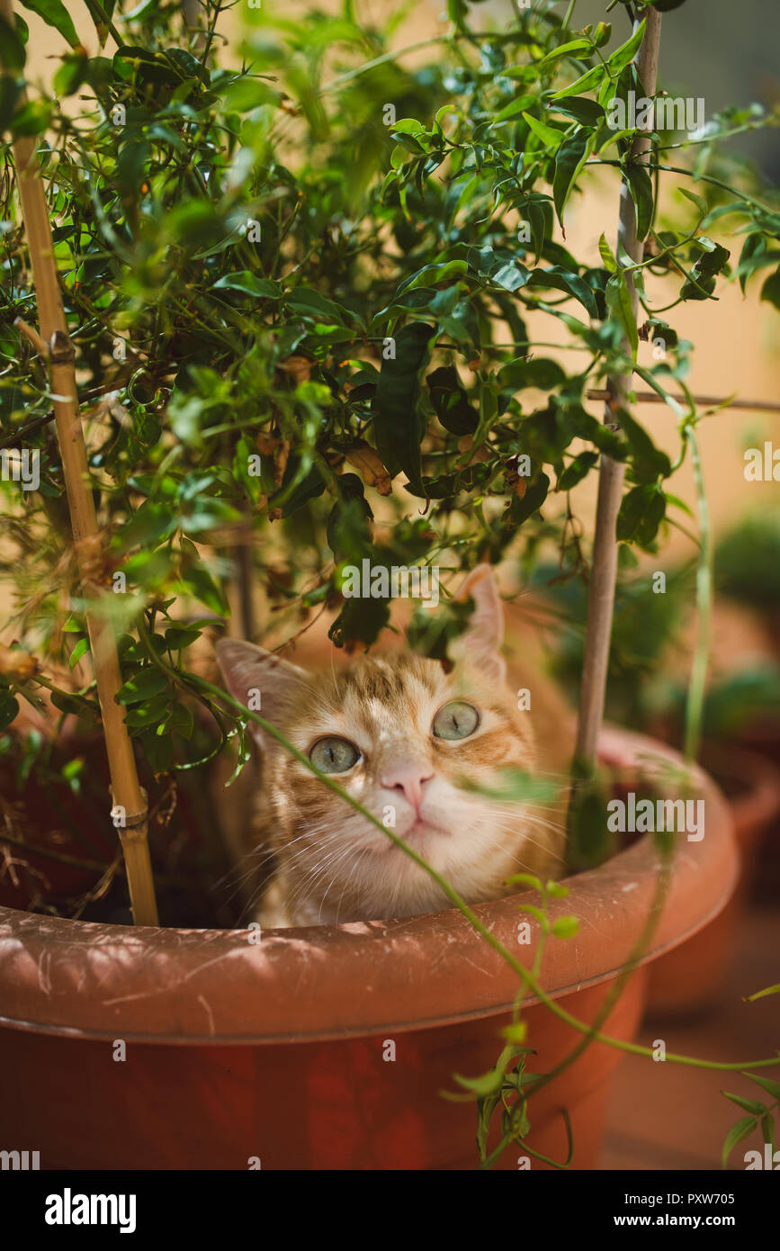 Ginger cat relax in hi-res stock photography and images - Alamy