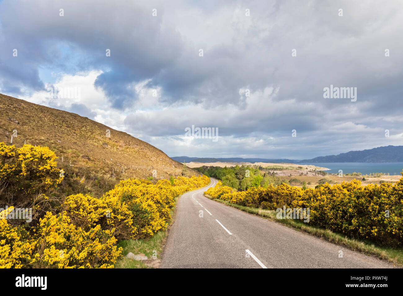 UK, Scotland, Highlands, broom shrubs at A896 Stock Photo - Alamy