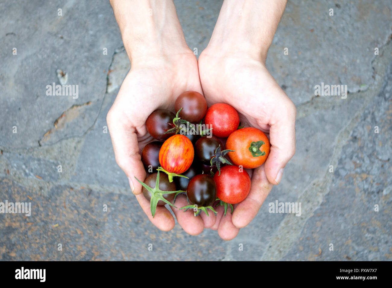 Hands holding tomatoes hi-res stock photography and images - Alamy