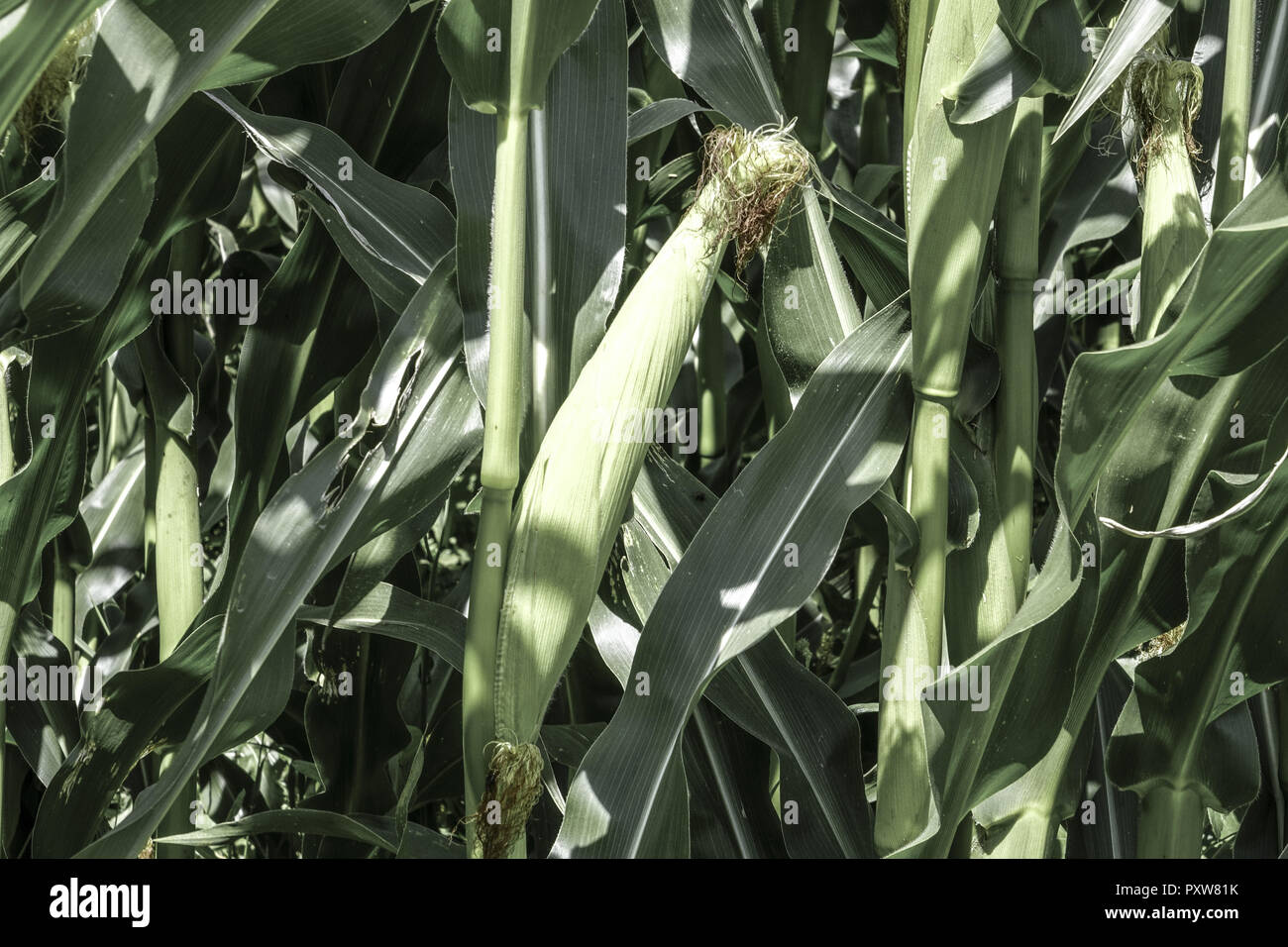 Maisfeld bei Raisting in Oberbayern, Deutschland, Europa, Corn field at ...