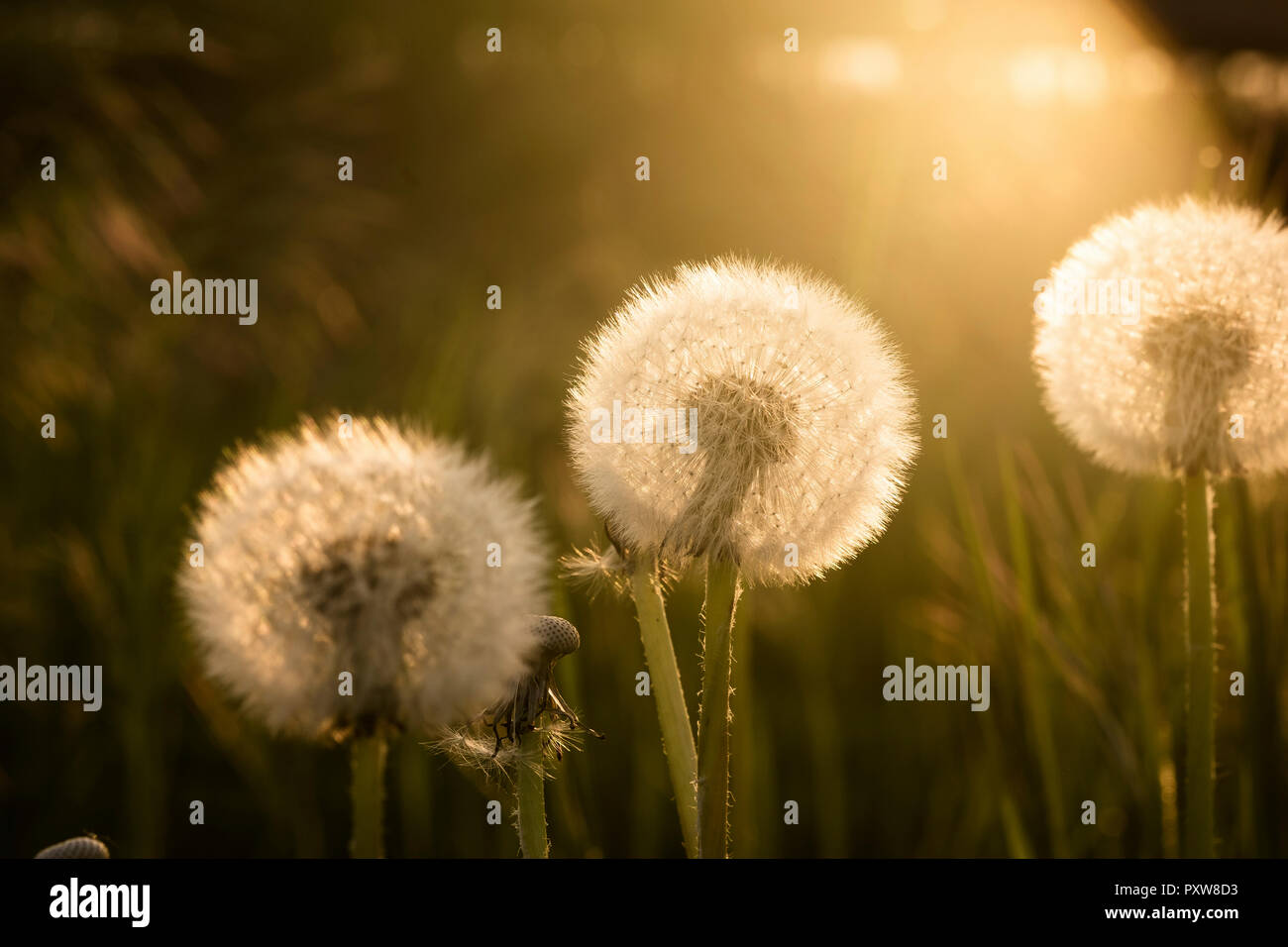 Close up dandelions in summer hi-res stock photography and images - Alamy