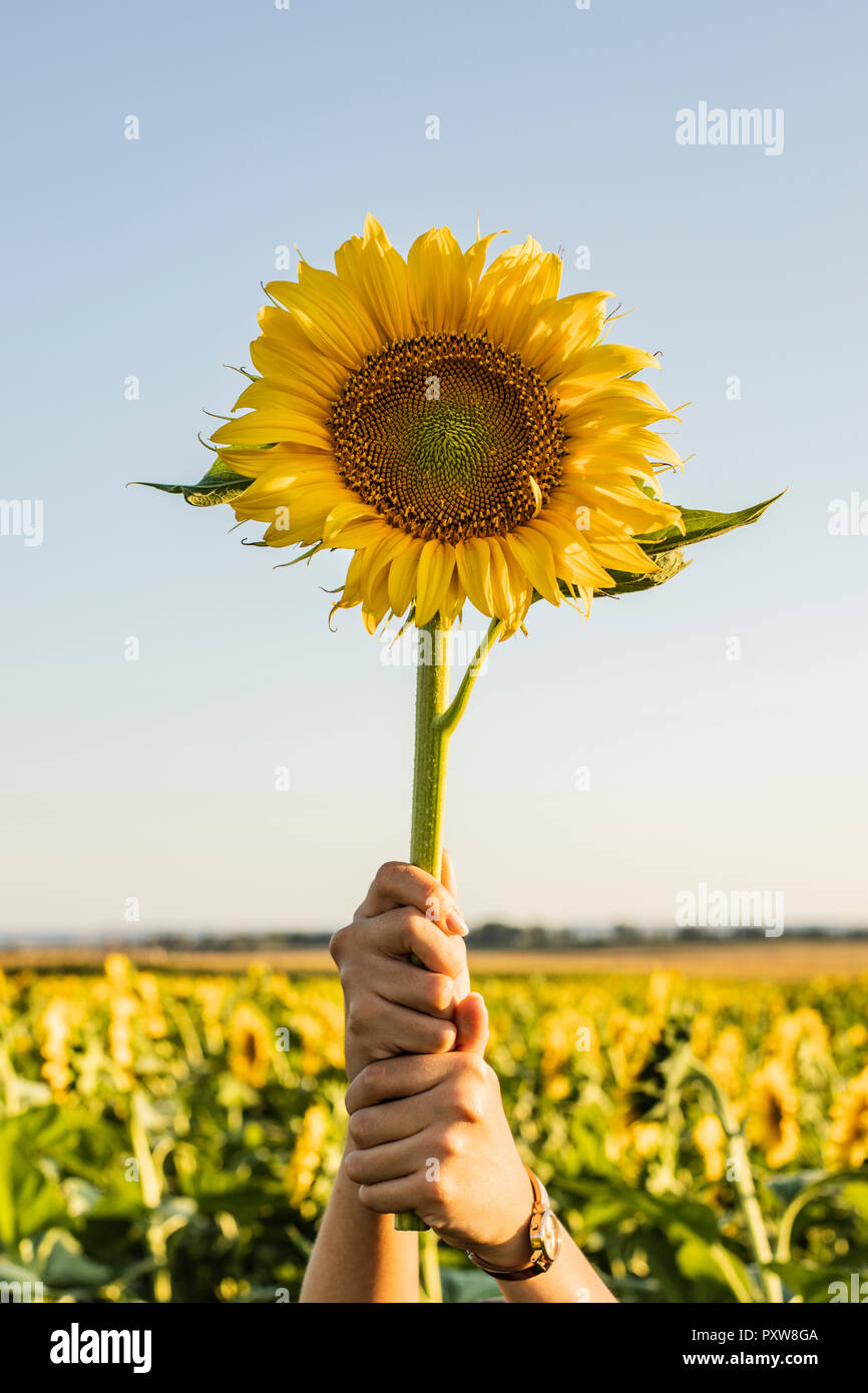 Lifting hands hi-res stock photography and images - Alamy