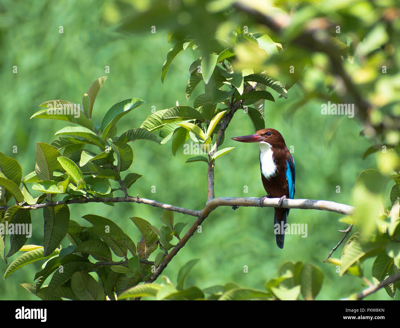 Halcyon organism classification hi-res stock photography and images - Alamy