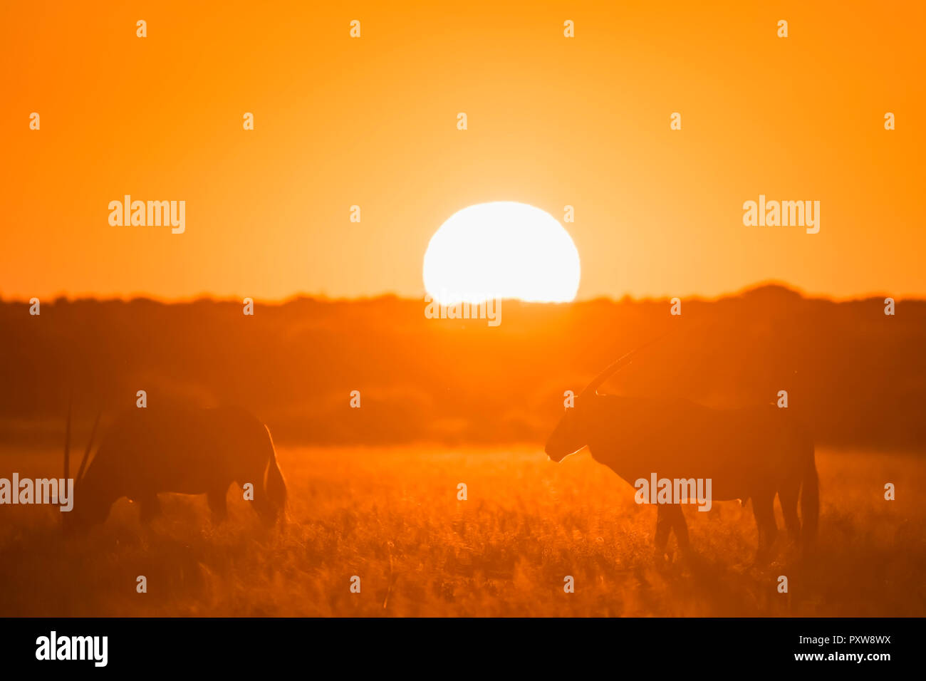 Botswana sunset hi-res stock photography and images - Alamy