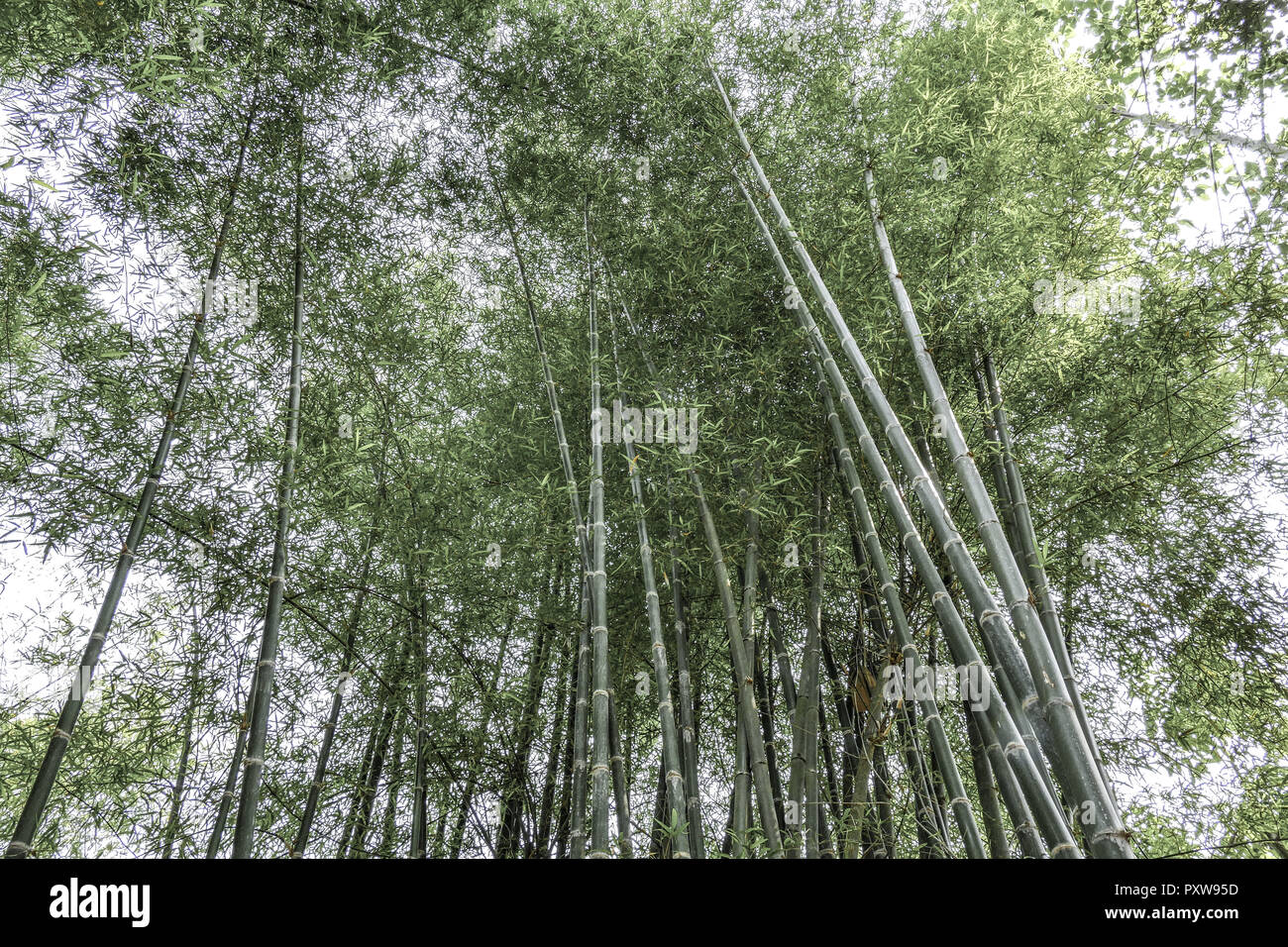 Bamboo bole hi-res stock photography and images - Alamy