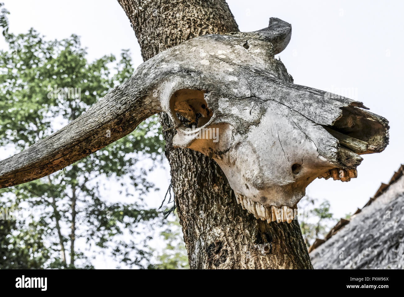 Buffalo Skull, Hill Tribes Village Stock Photo - Alamy