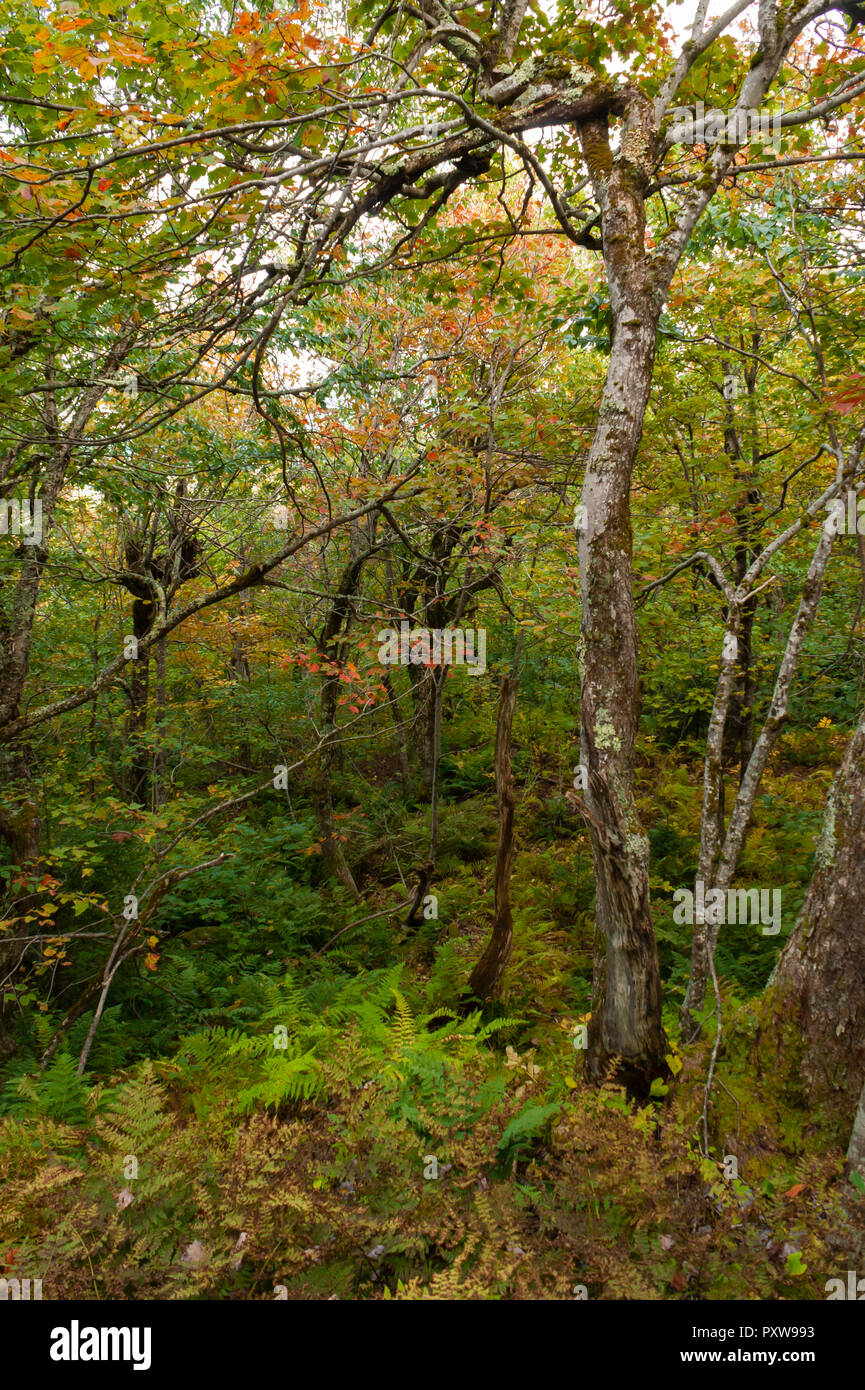Deciduous forest near the summit of Pack Monadnock Mountain, in Miller ...