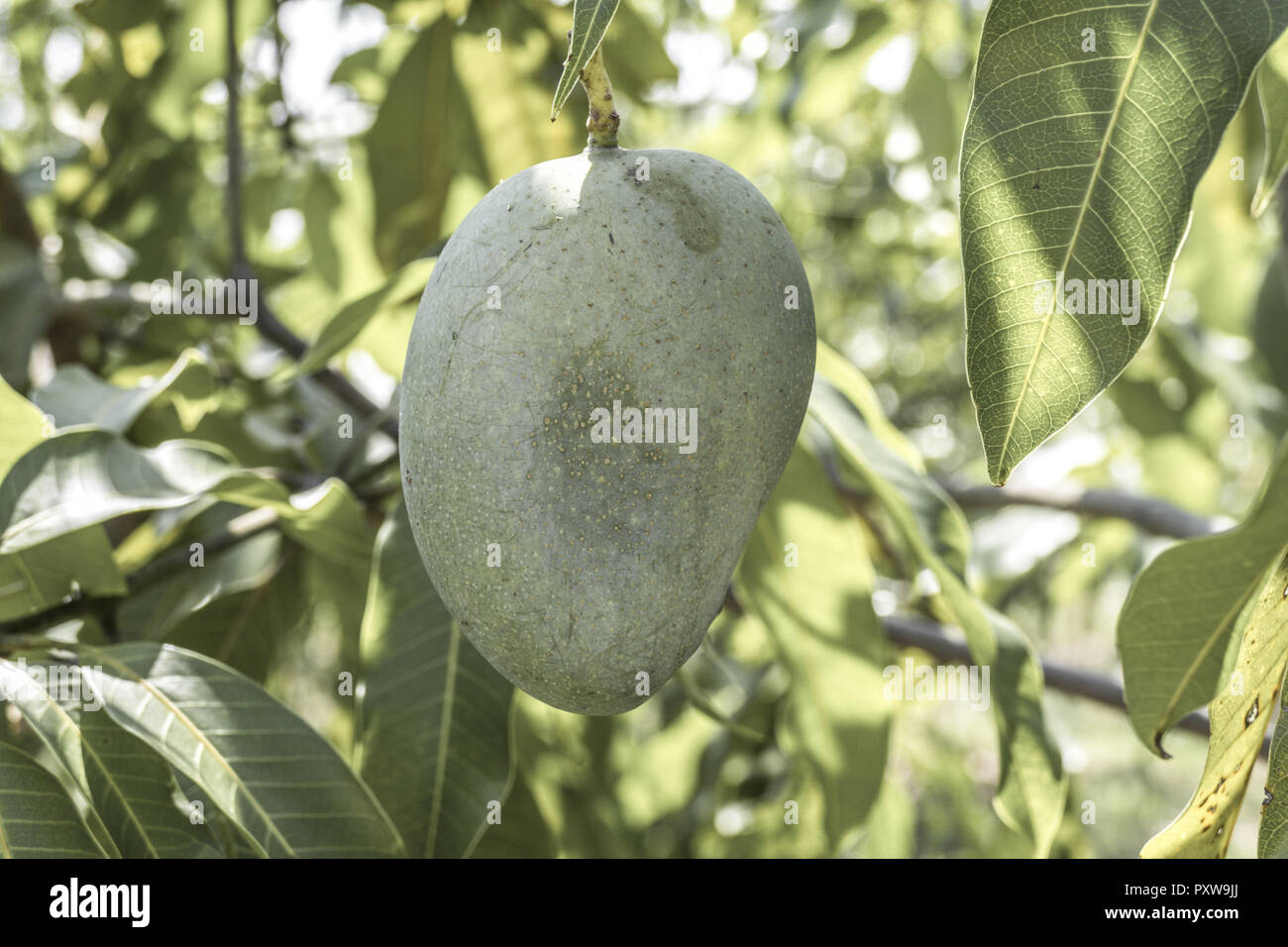 Thailand, Asia, Mangoes on the Tree, Plantation Stock Photo - Alamy
