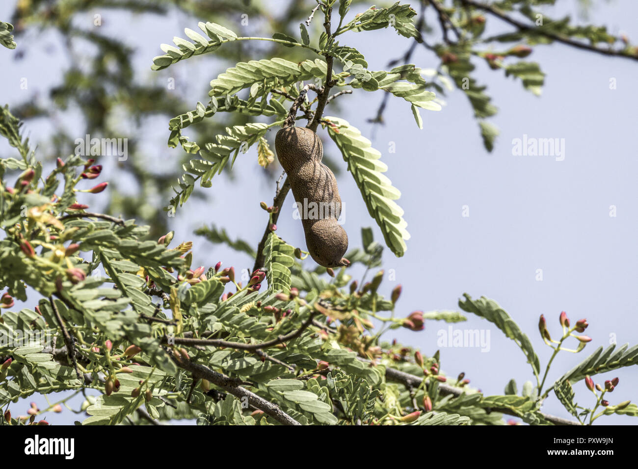 Thailand, Asia, Tamarind Tree Stock Photo - Alamy