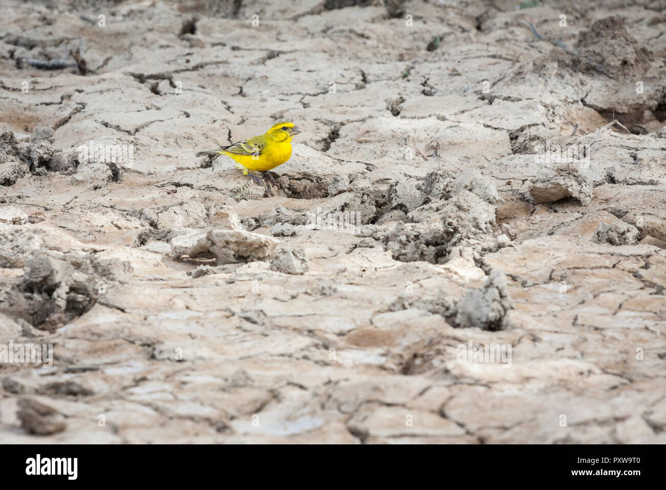 Beautiful yellow canary sitting on dried out clay full of texture Stock ...