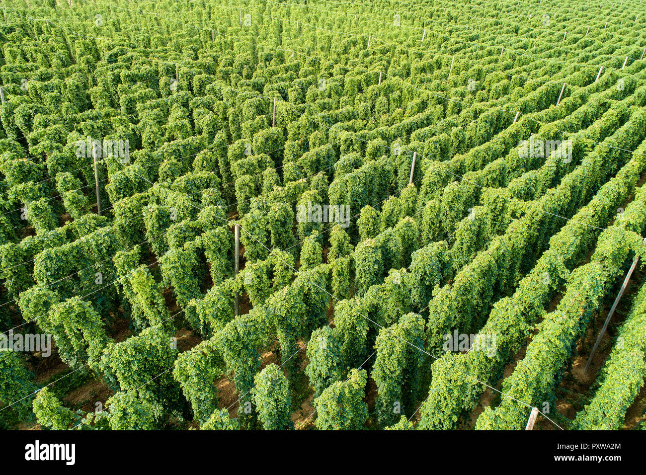 Hop field hi-res stock photography and images - Alamy