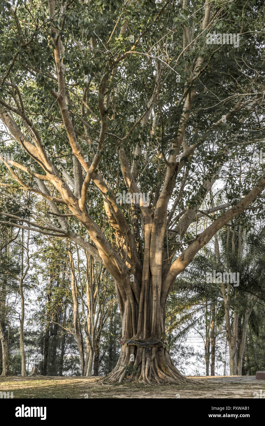 Beautiful Big Tree, Thailand Stock Photo - Alamy