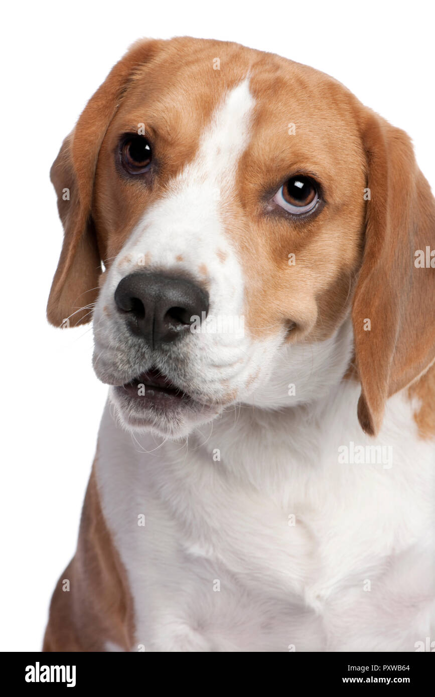 close-up on a Beagle's head (2 years old) in front of white background ...