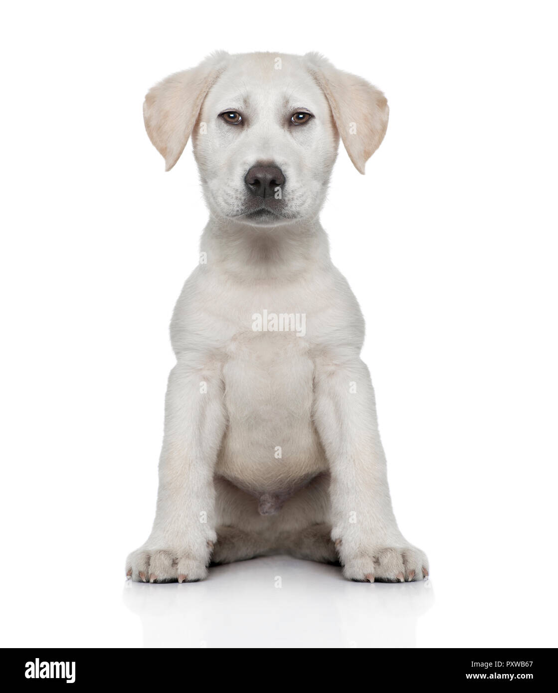 Full front frontal view hi-res stock photography and images - Alamy