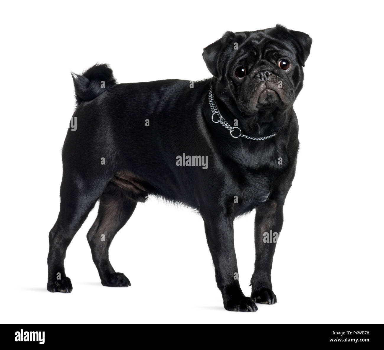 Pug, 1 year old, standing in front of white background, studio shot ...