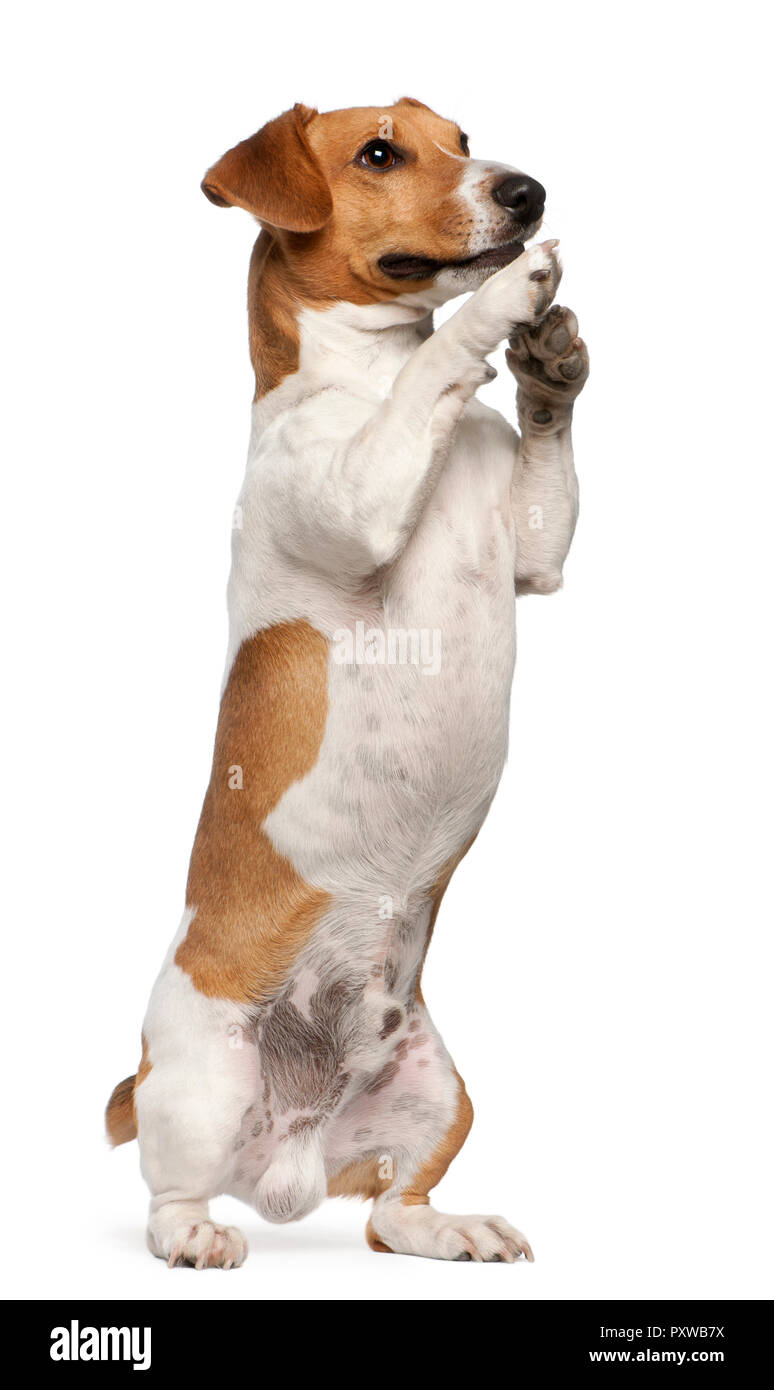 Jack Russell Terrier, 12 months old, on hind legs in front of white ...