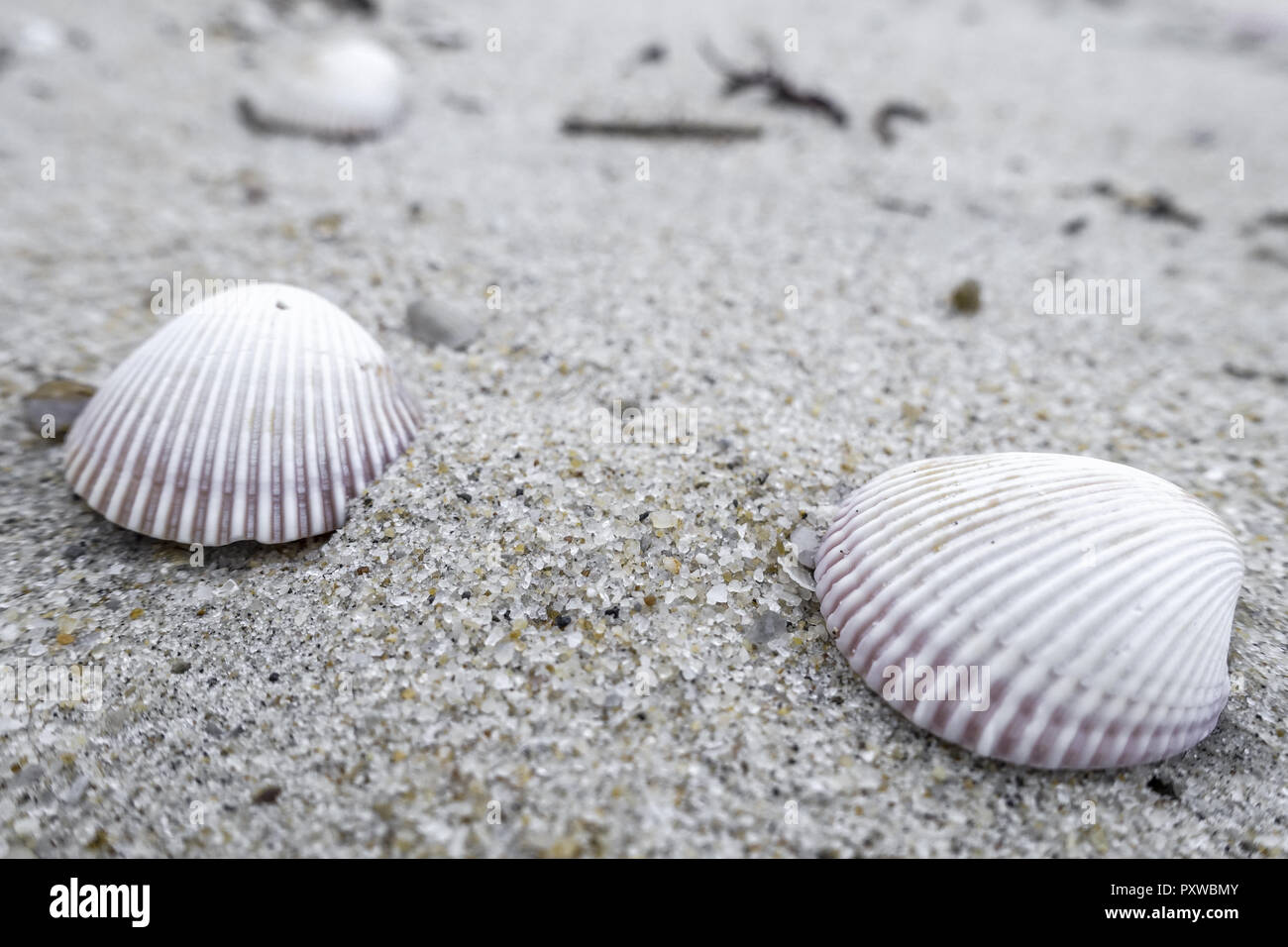 Shells on sandy beach Stock Photo - Alamy