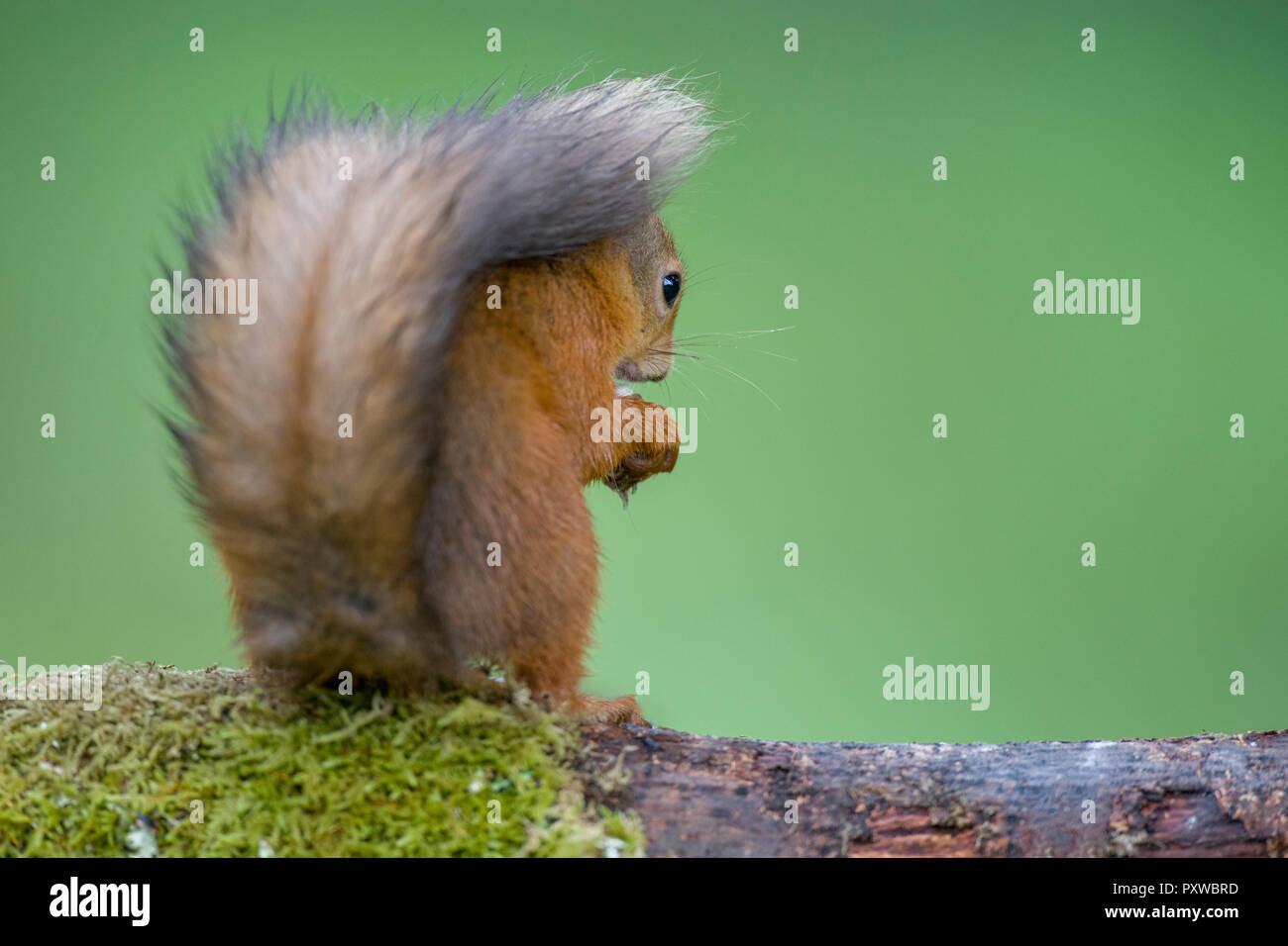 Back view of red squirrel Stock Photo - Alamy
