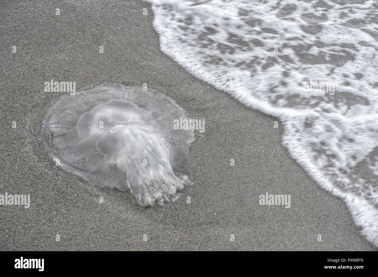 Jellyfish on sandy beach Stock Photo - Alamy